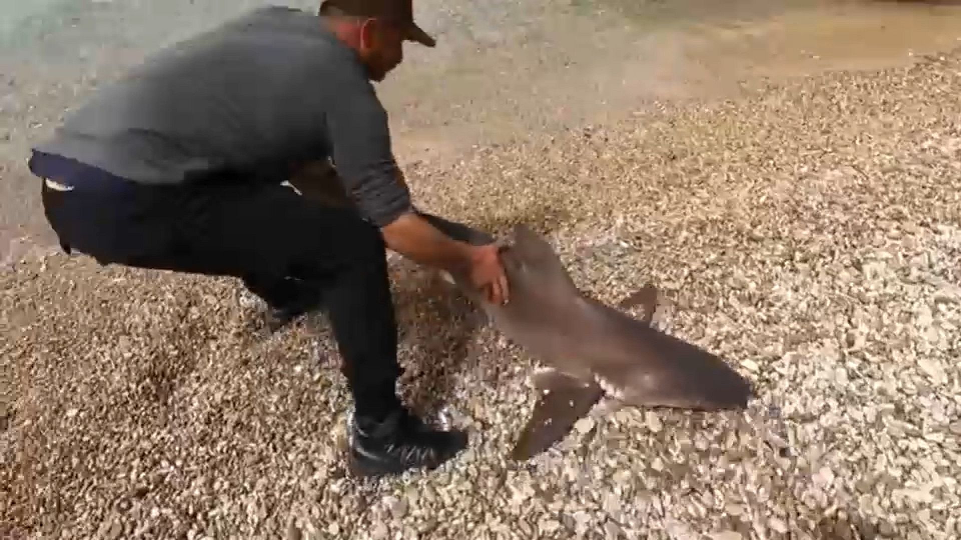 Video. A sand shark released from a fisherman's hook | Euronews