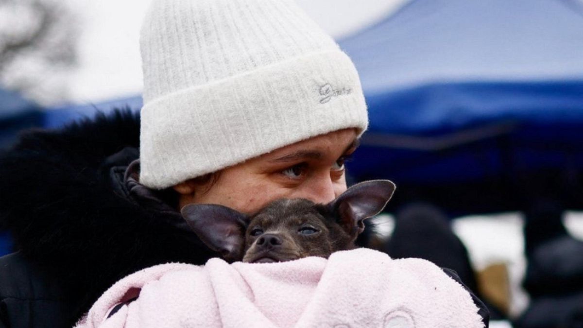 ‘Hundreds died, suffering’: Cats and dogs left without food and water ...