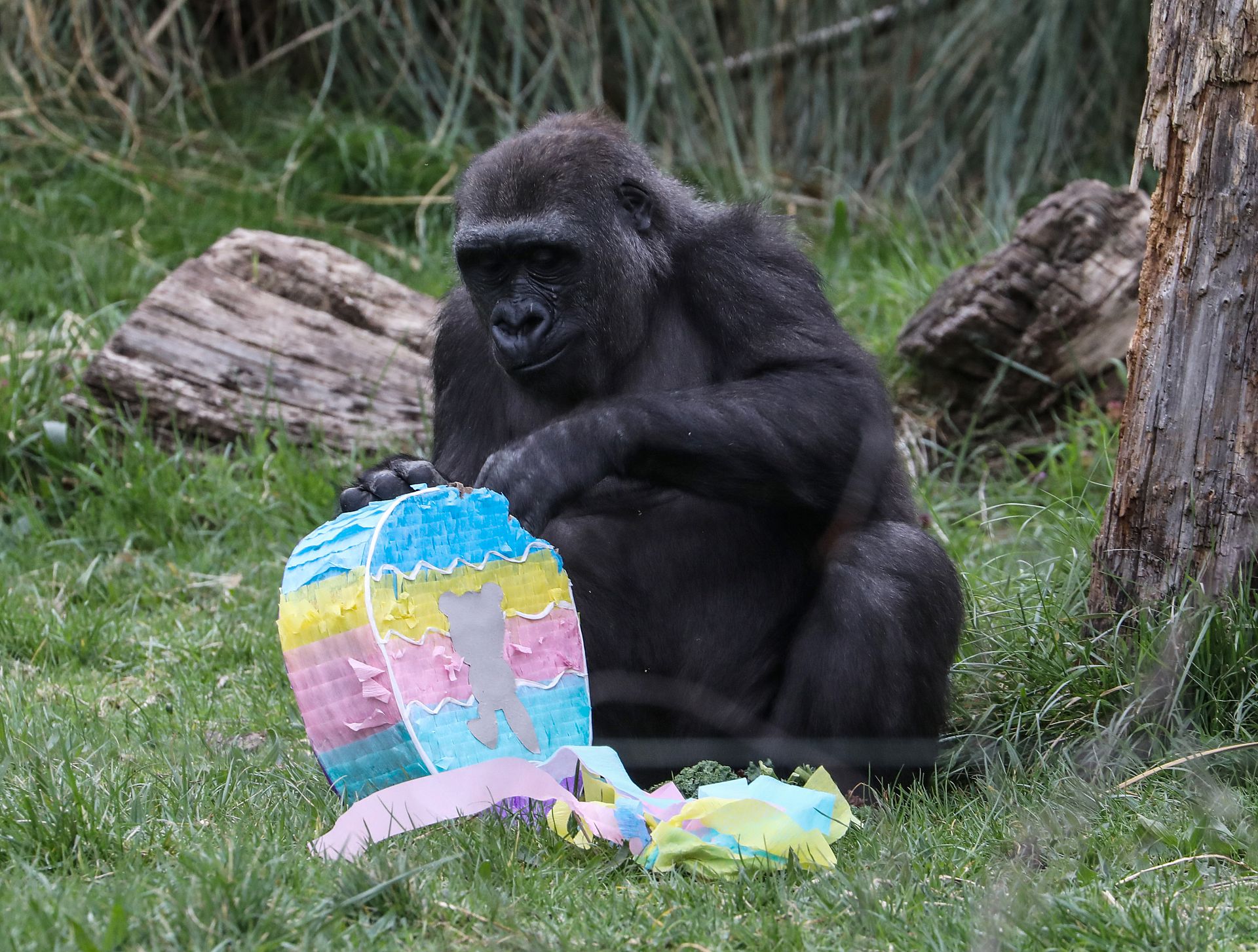 Watch meerkats and gorillas eggsploring their Easter treats at London ...