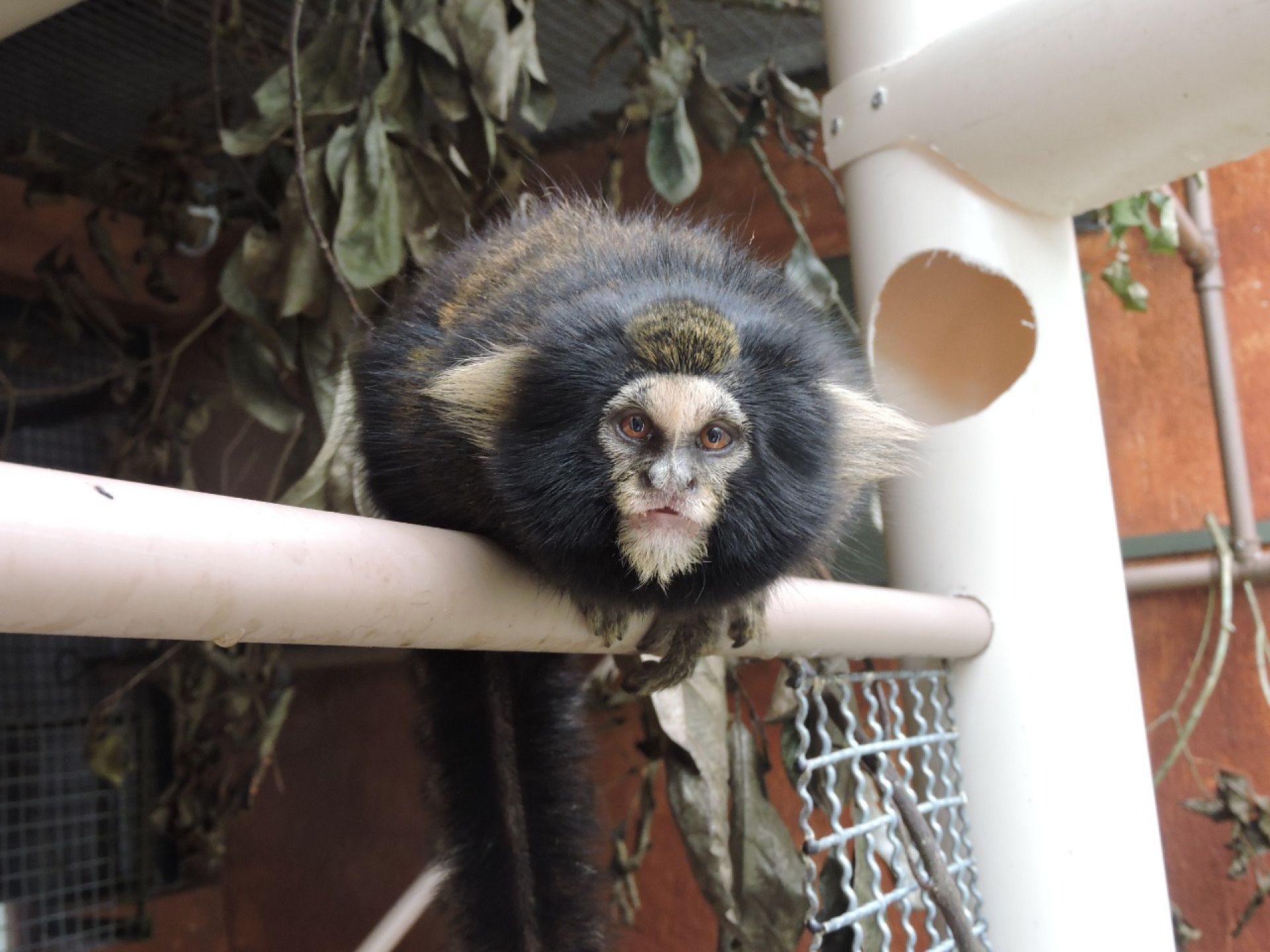 Pet monkeys are pushing Brazil's tiny mountain marmosets to the brink ...