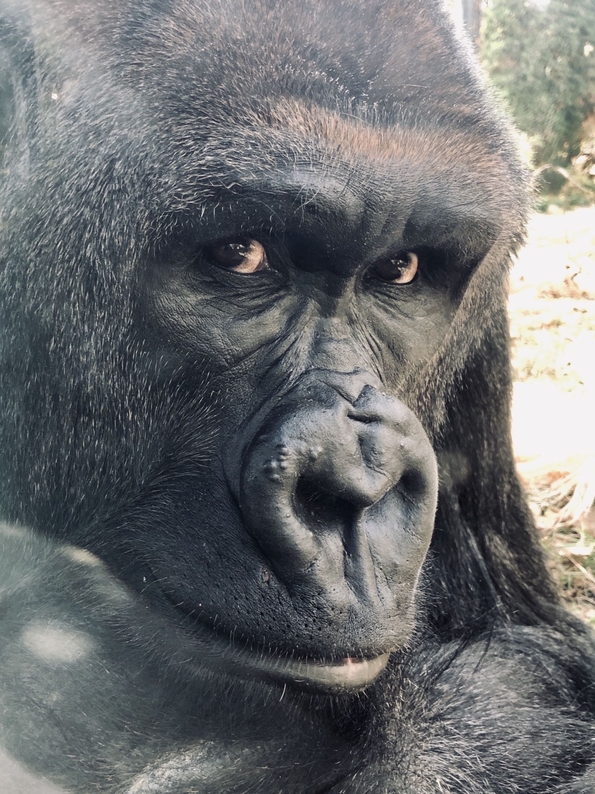 Teenage gorilla is ‘not addicted’ to smartphones, insists Chicago zoo ...