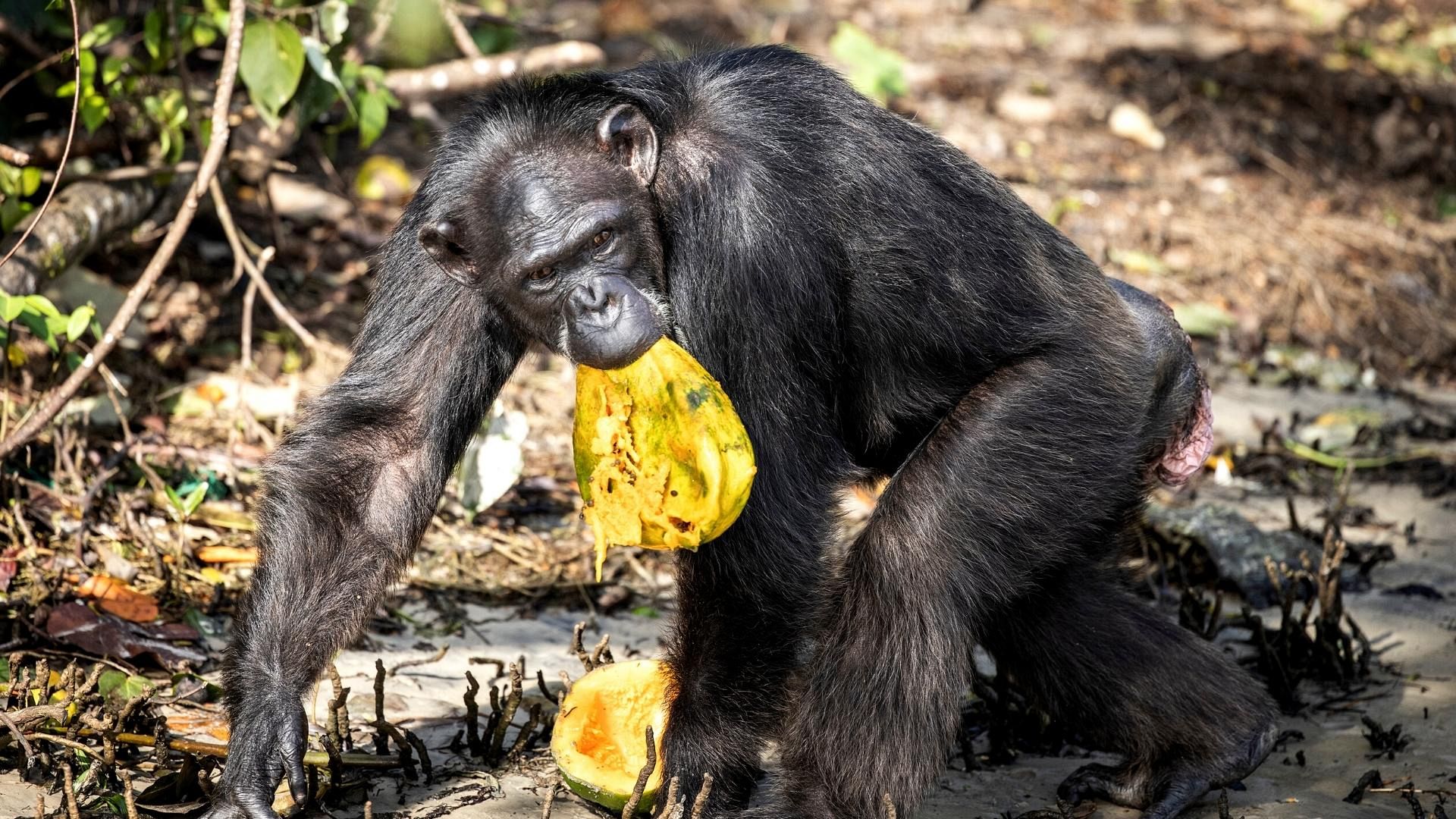 These abandoned apes have a dark story to tell about US animal testing ...