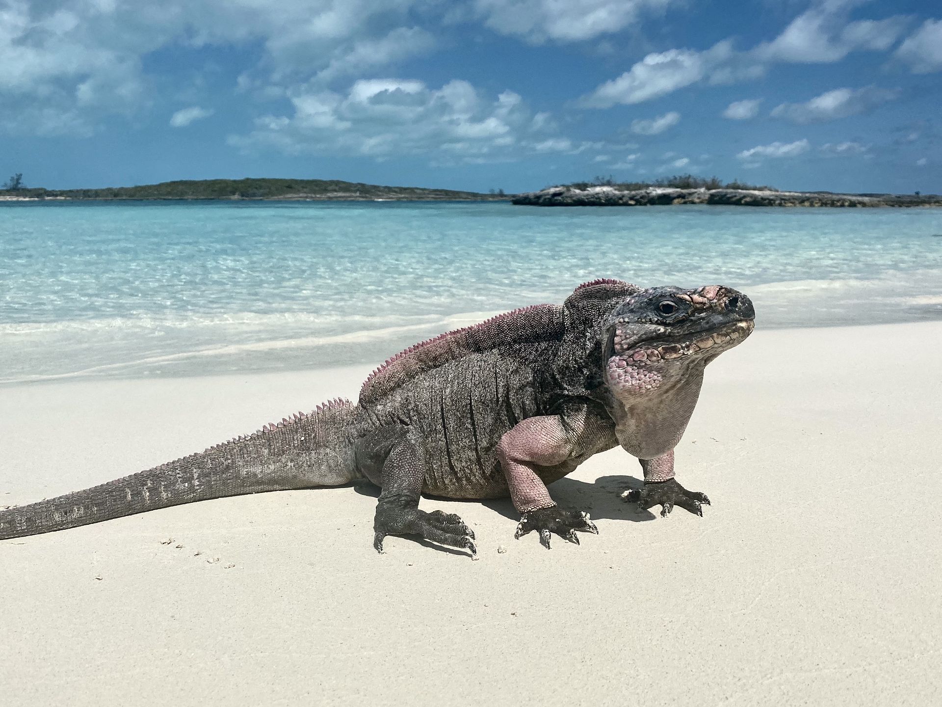 Rare iguanas develop a sweet tooth from 'ecotourists' feeding them ...