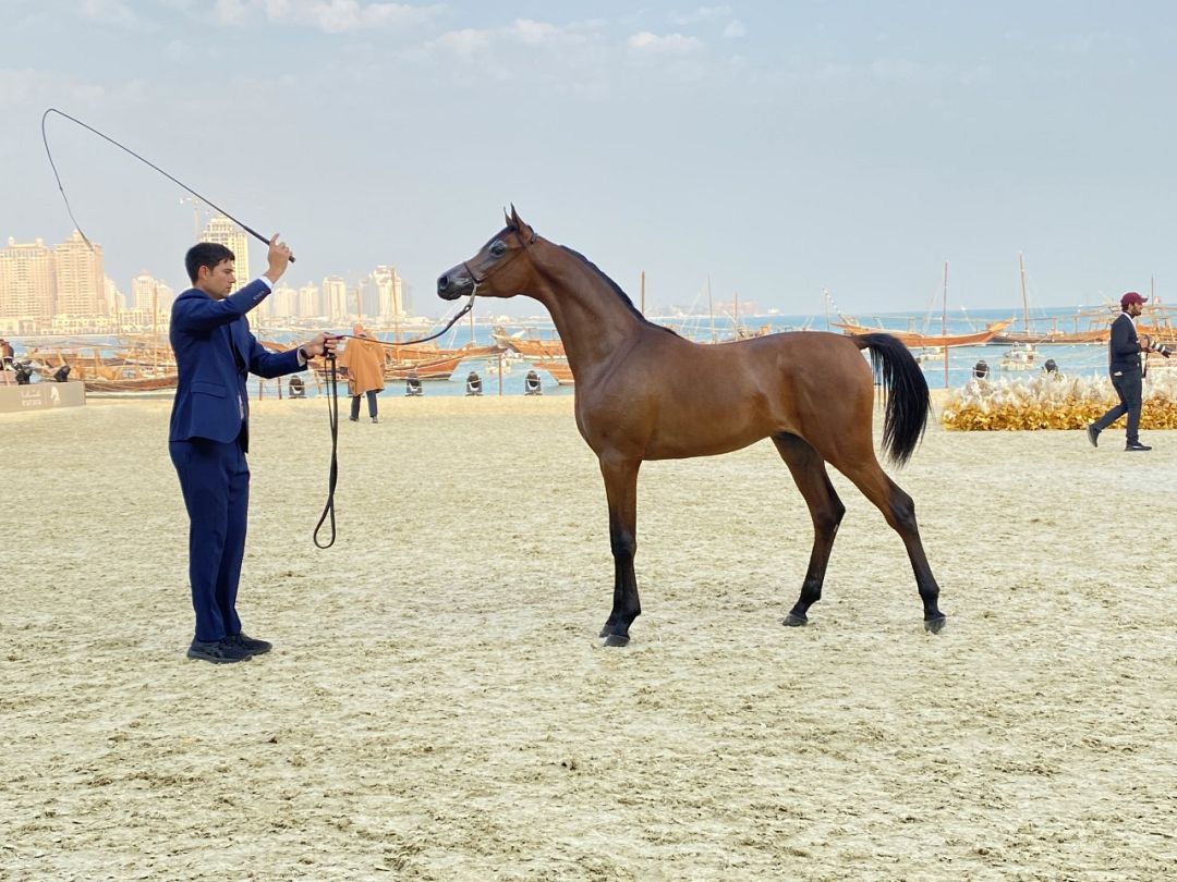 Il mondo equino del Qatar: dai purosangue arabi ai destrieri campioni ...