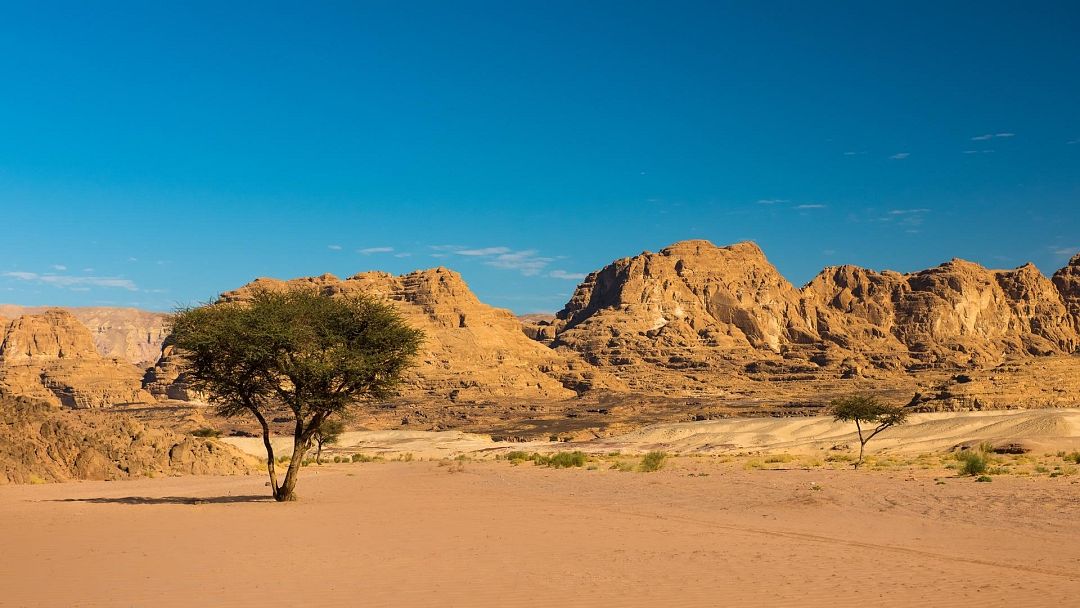 Jordan's water shortages are life threatening. Is tree planting the ...
