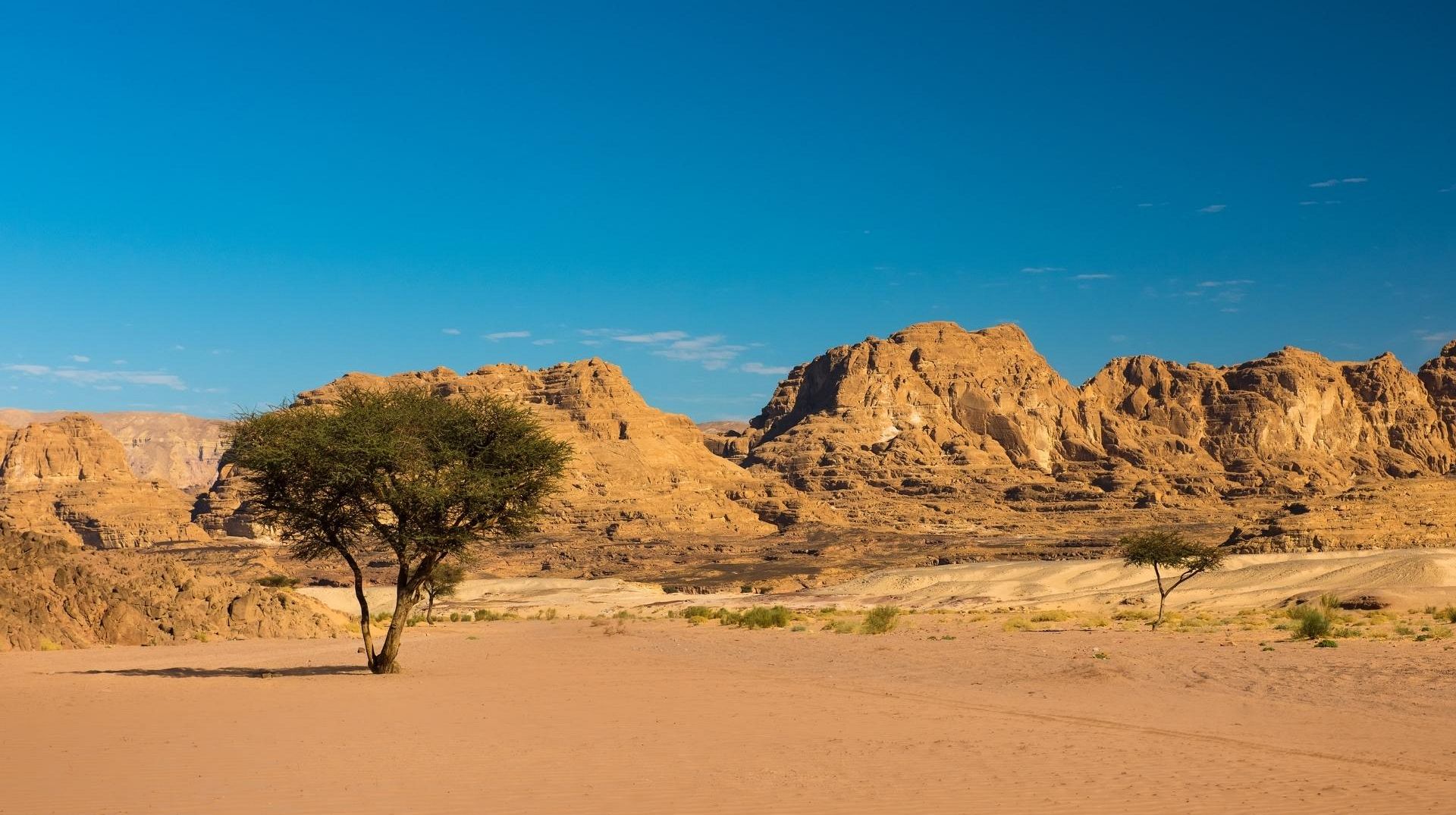 Jordan's water shortages are life threatening. Is tree planting the ...