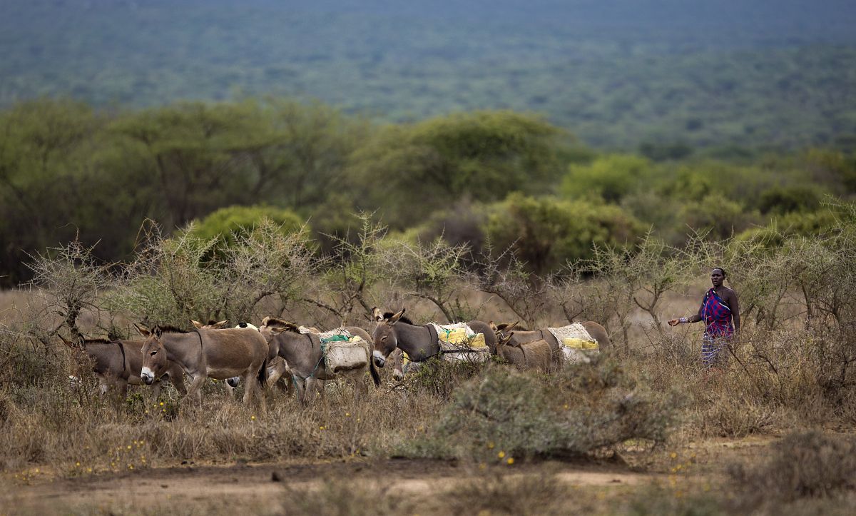 Illegal donkey skin trade is a ‘trojan horse’ for wildlife trafficking ...