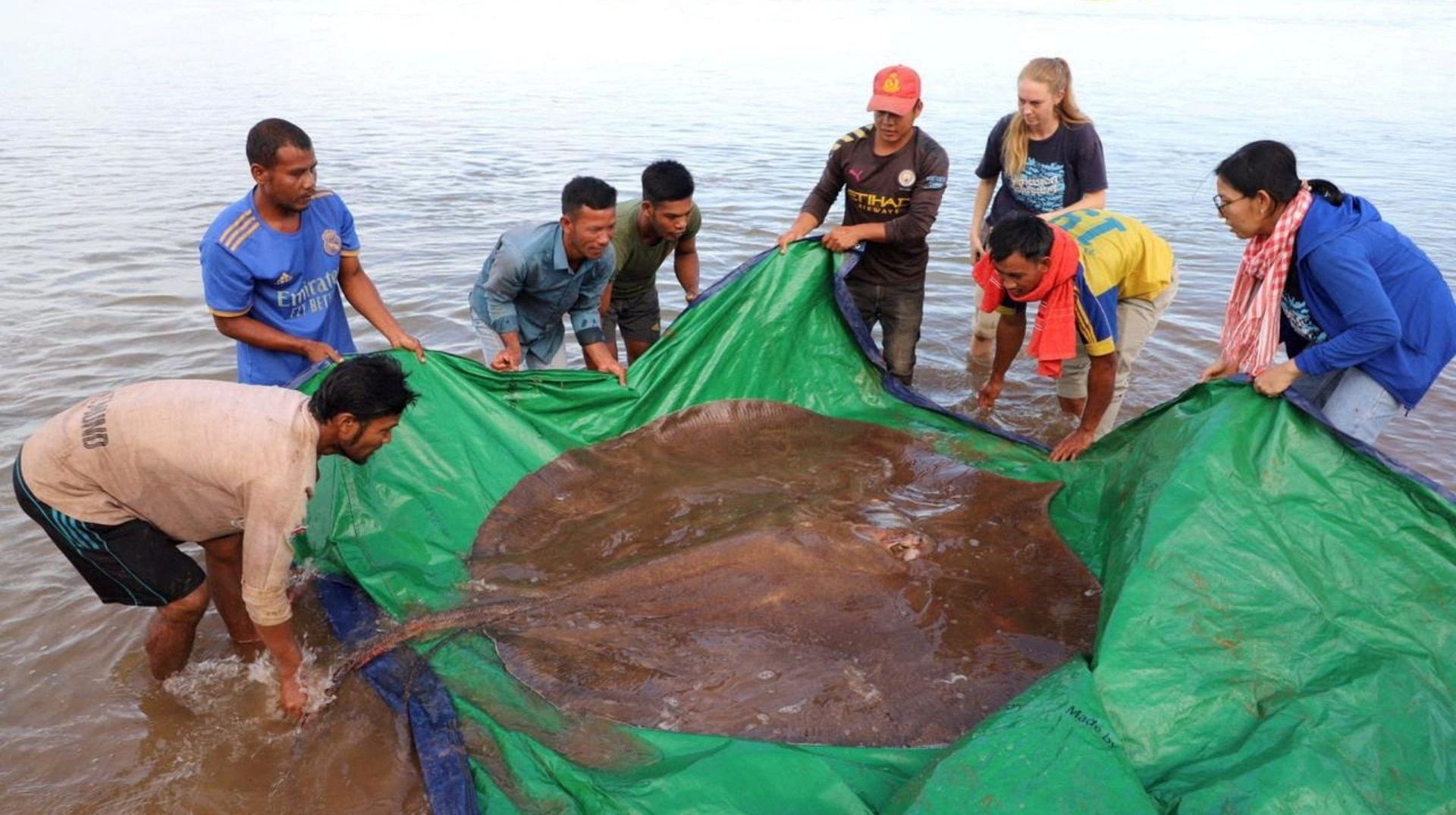 'Giant' stingray discovered in the Mekong, shining a light on the river ...