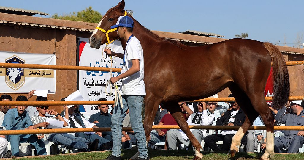 Horses trot to show their best at Libya auction | Africanews