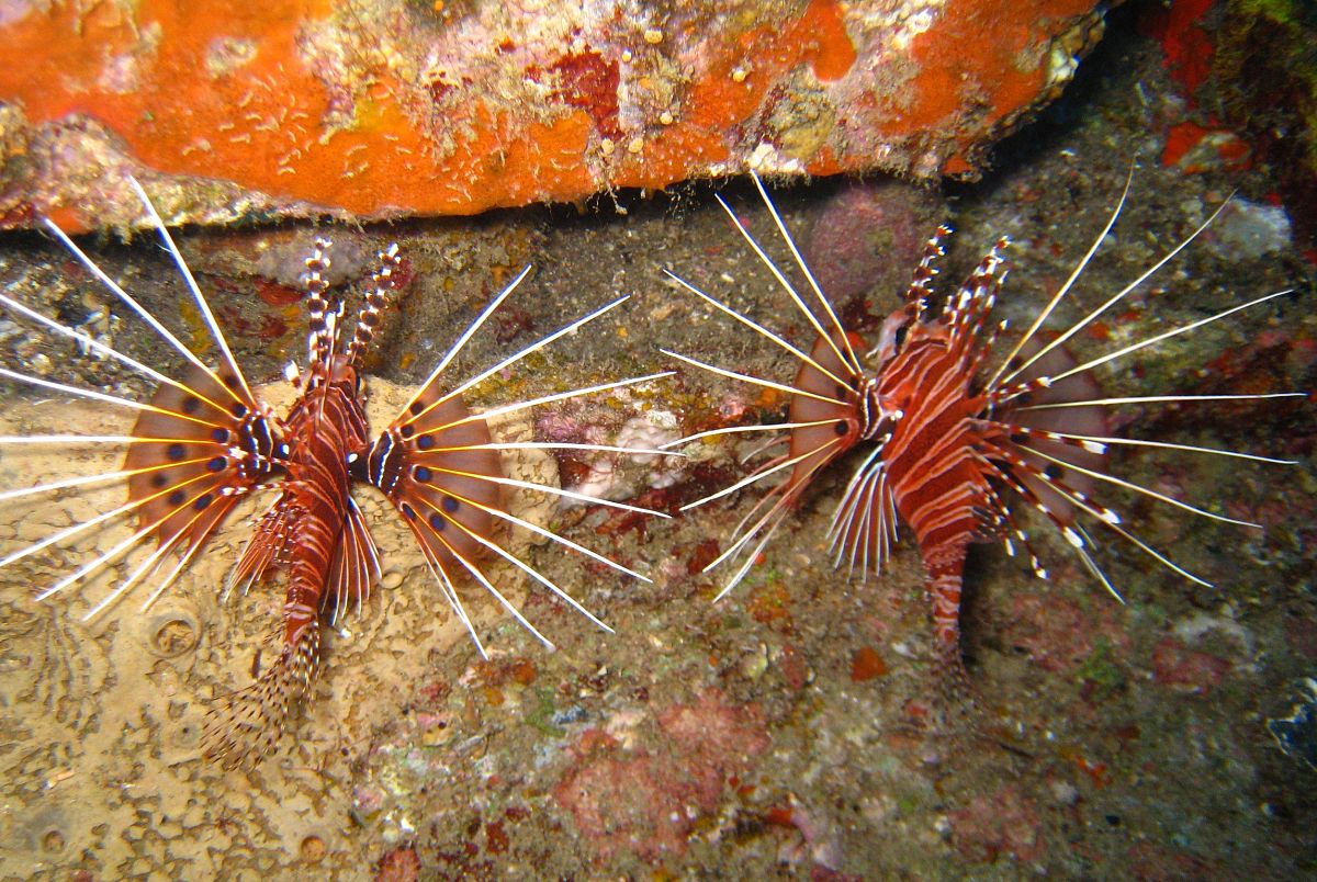 Invasive species: Are they really threatening the Mediterranean Sea and ...