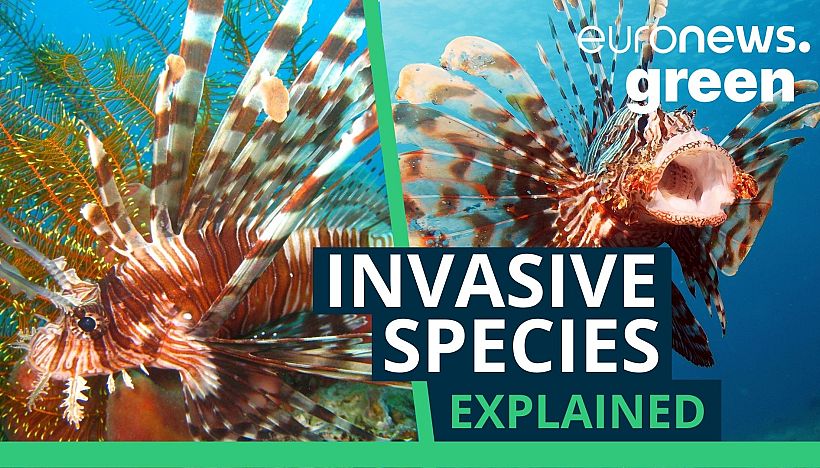 Invasive species are causing hundreds of billions in economic damage ...