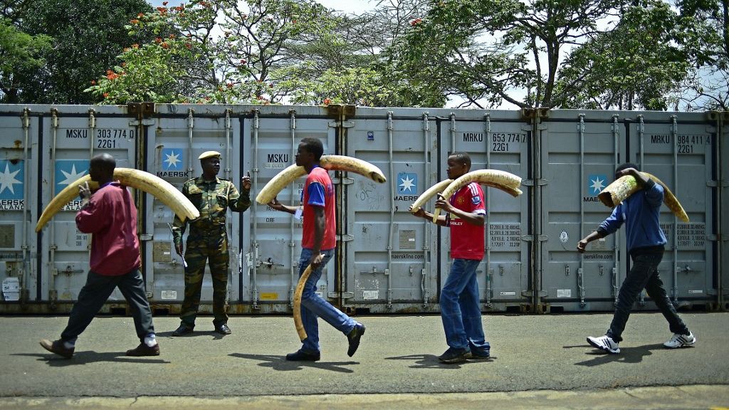 1.5 tonnes of elephant ivory seized in southeast DR Congo | Africanews