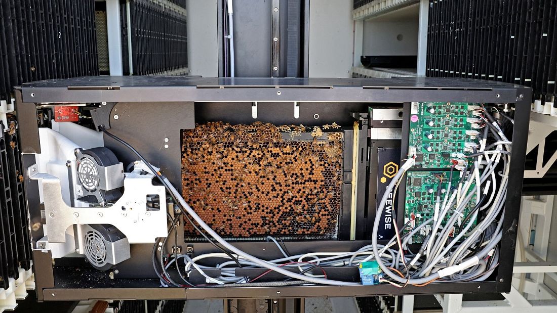 Are robot beekeepers the secret to saving the vital pollinators? | Euronews