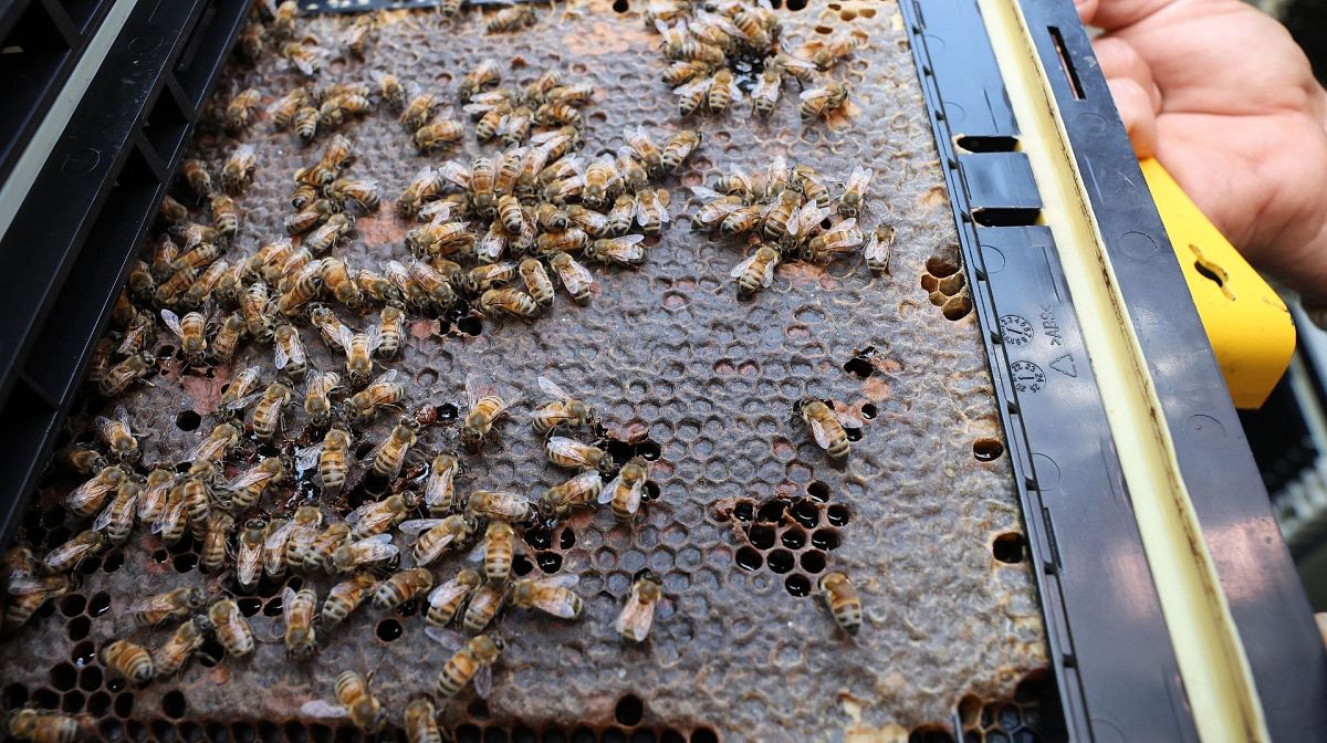 Are robot beekeepers the secret to saving the vital pollinators? | Euronews