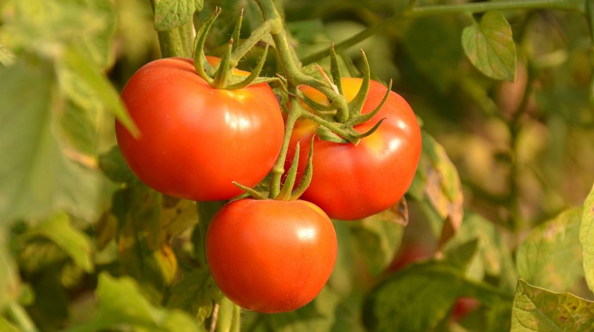 Genetically modified tomatoes contain more vitamin D, say scientists ...