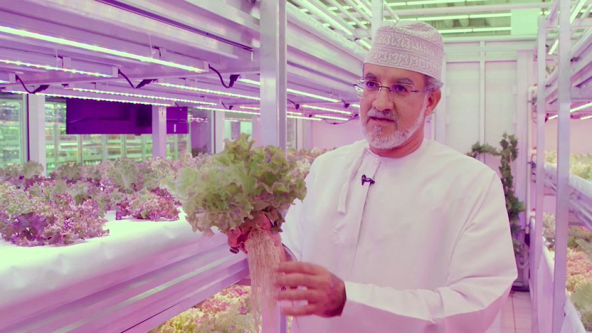 Qatar’s farming innovations: from vertical solutions to honey ...