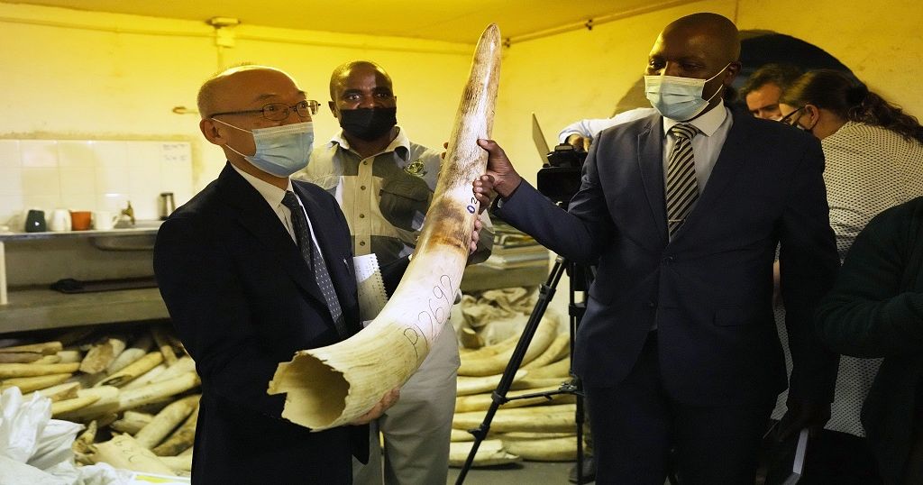 Zimbabwe: Lobby groups push for legalization of ivory trade | Africanews