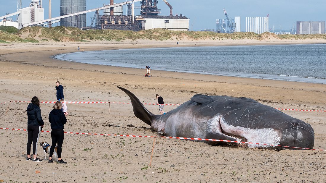 Why did this beached whale wash up in the UK - and is it really dead ...