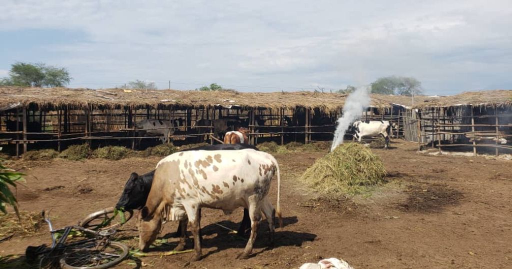 Burundi : des cas de Fièvre de la Vallée du Rift détectés | Africanews