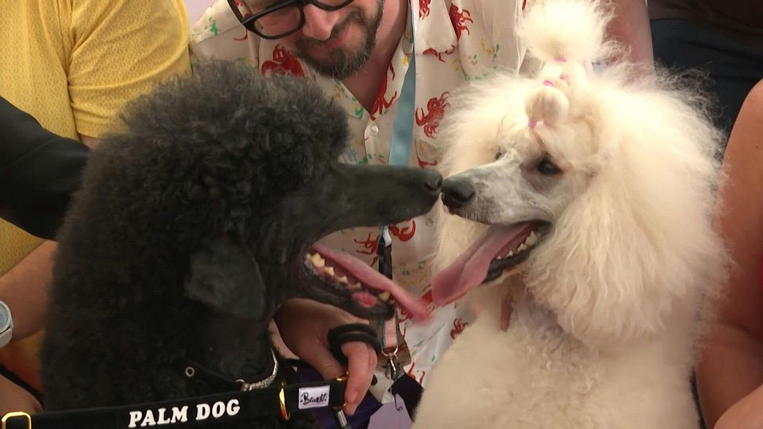Cannes Film Festival: 'War Pony' poodle gets its paws on Palm Dog award ...