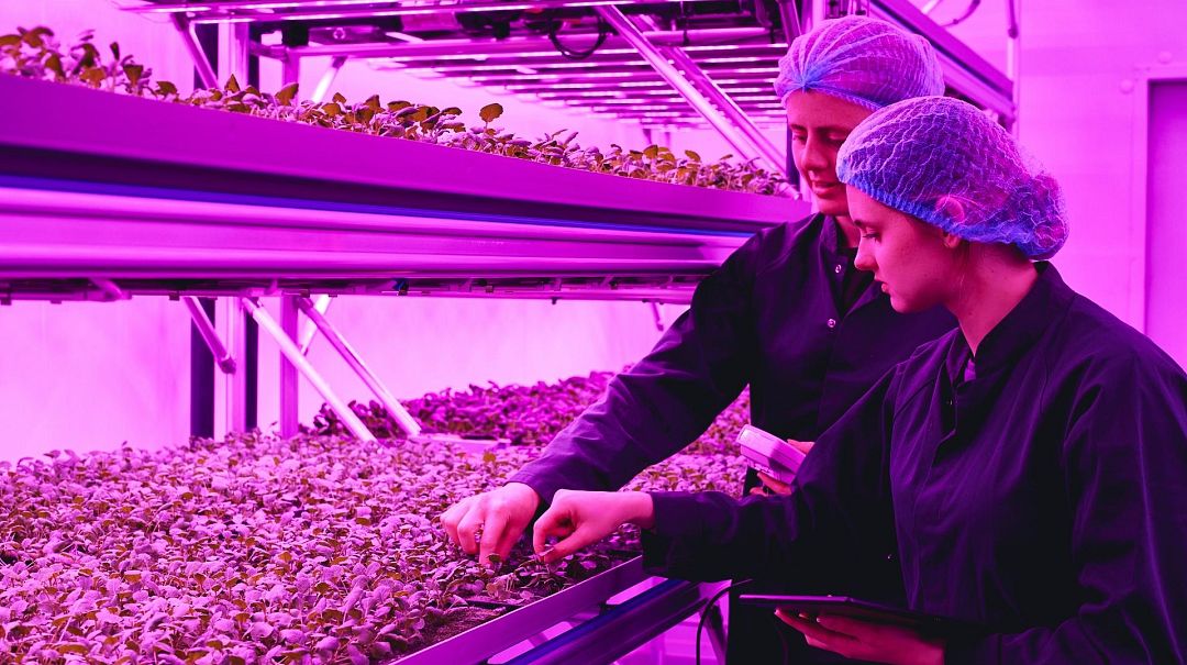 World’s largest vertical farm is being built in the UK and it’s the ...