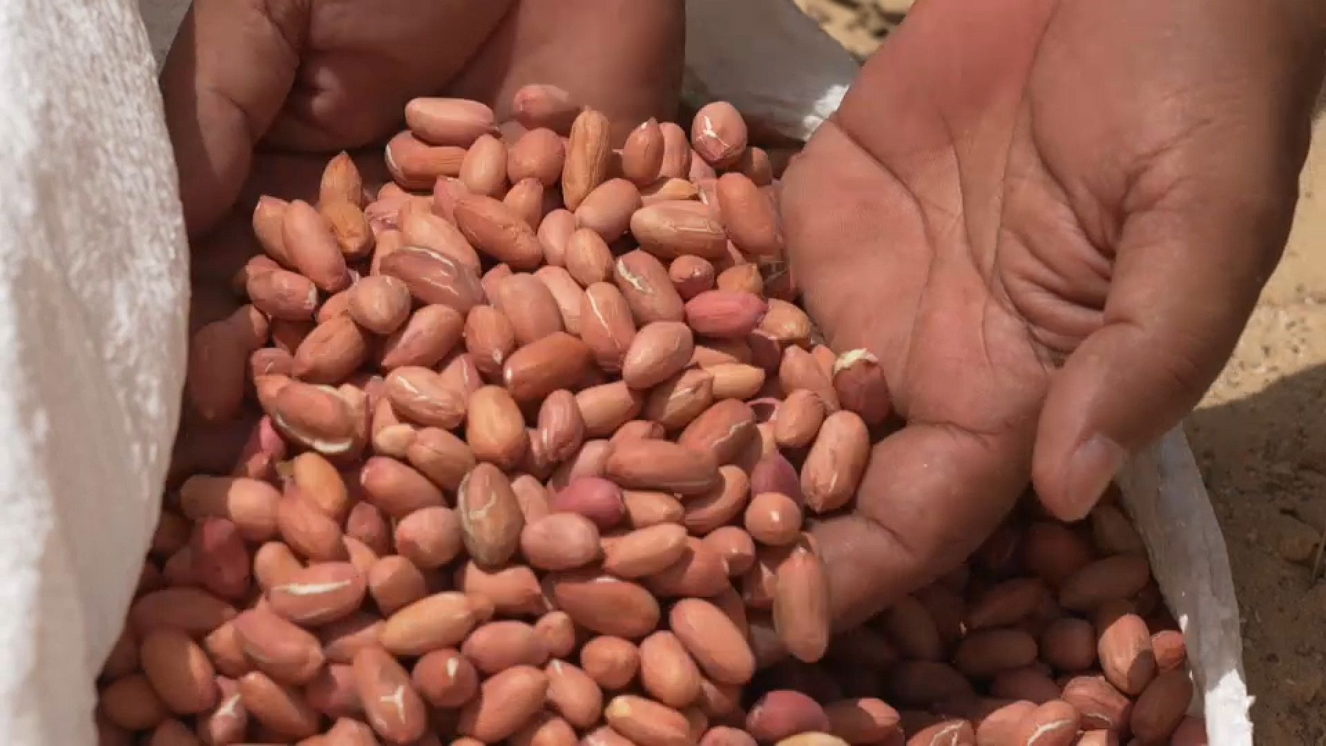 From sand to spuds: How Algeria galvanised its agricultural sector ...