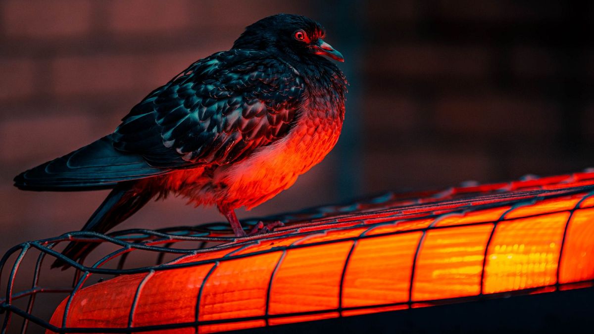 Take a look at 7 stunning photos of wildlife in their unnatural ...