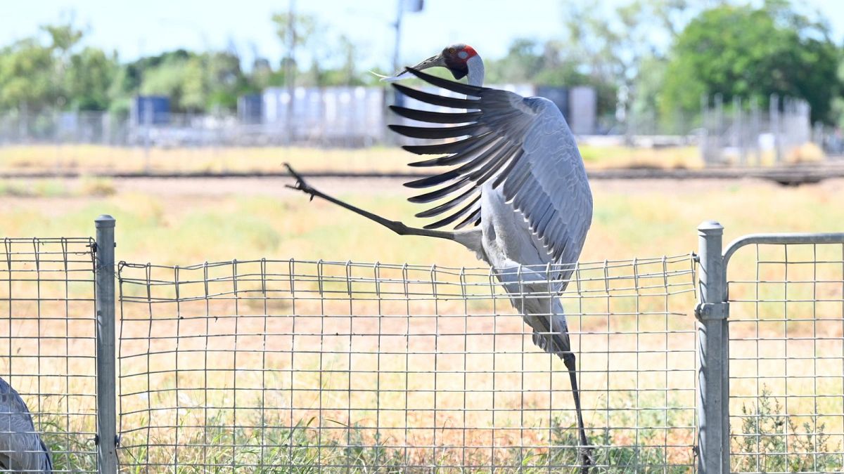 Take a look at 7 stunning photos of wildlife in their unnatural ...