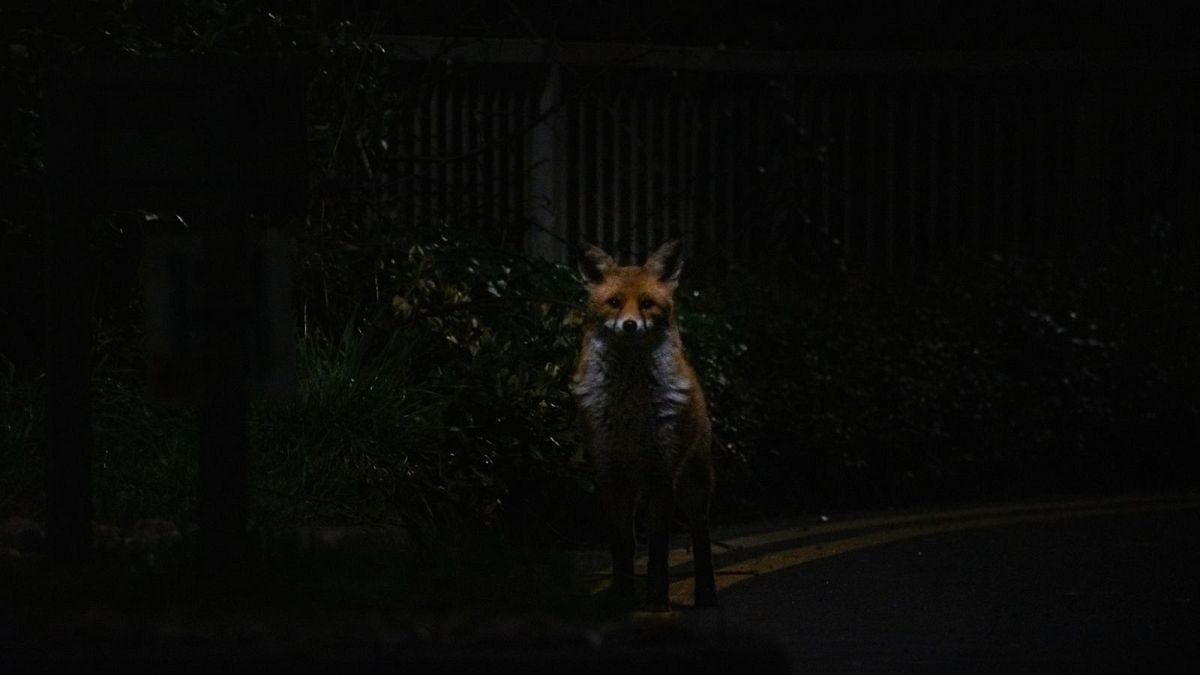 Take a look at 7 stunning photos of wildlife in their unnatural ...