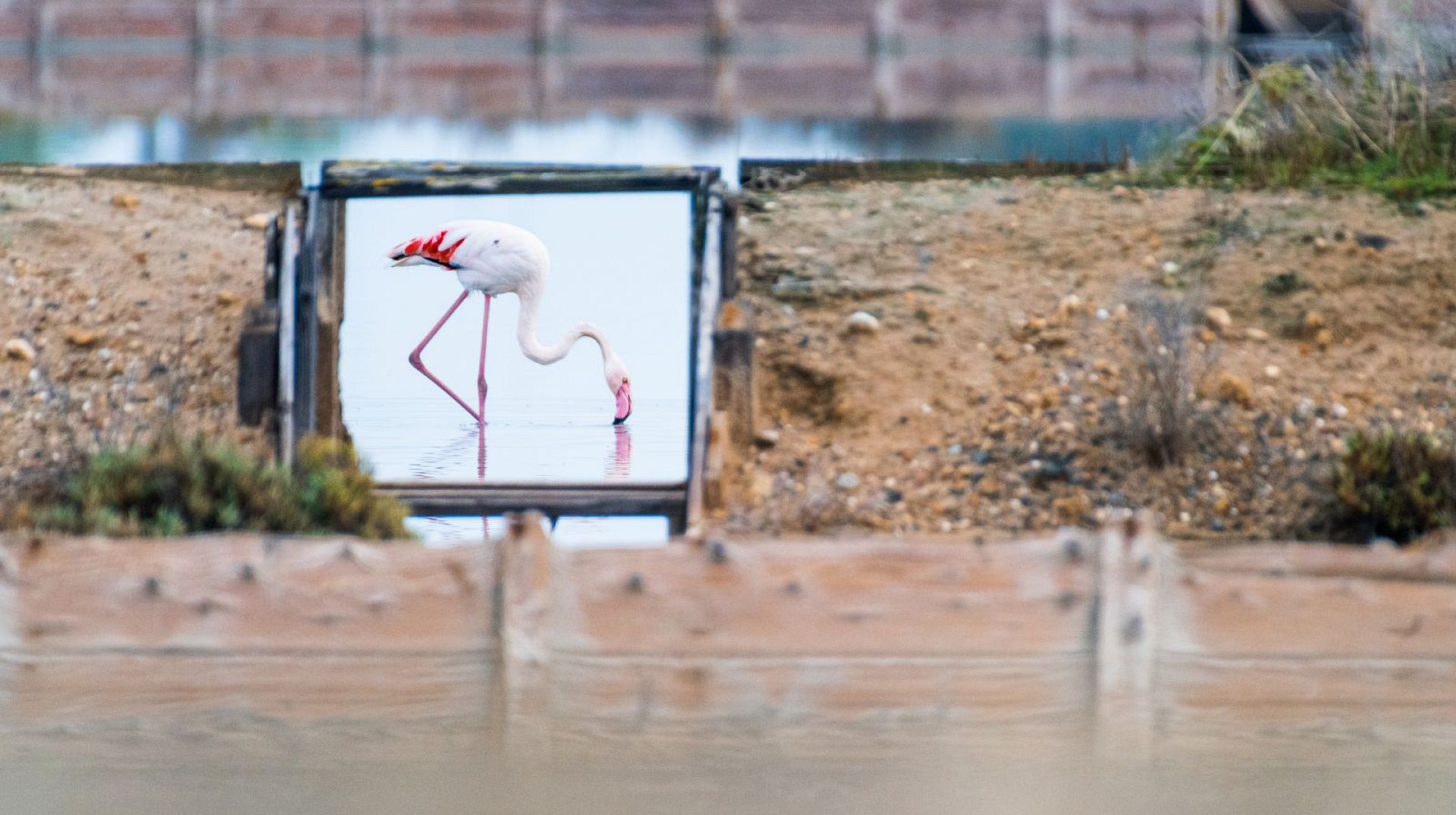 Take a look at 7 stunning photos of wildlife in their unnatural ...