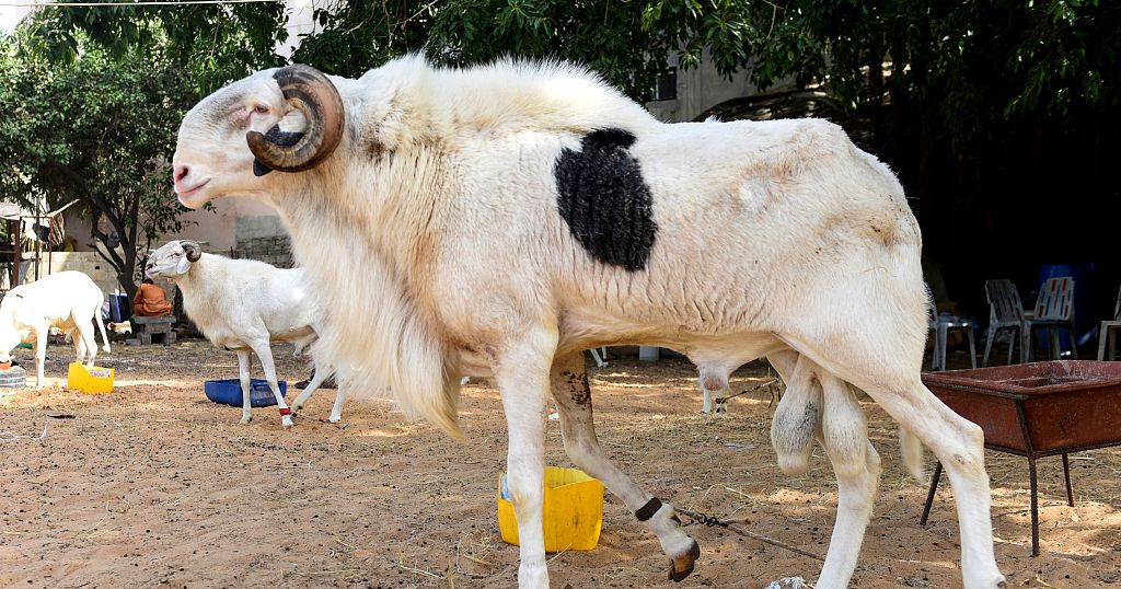 Le Ladoum Mouton star Du S n gal Africanews Le Ladoum Mouton star Du S n gal Africanews