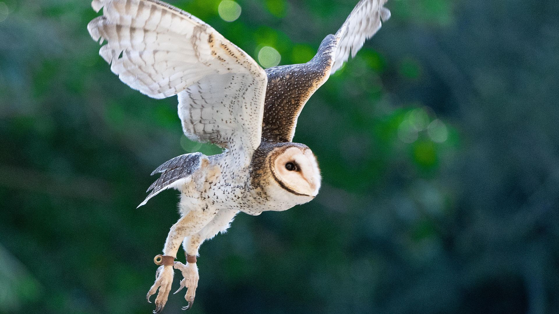 Livestream aus dem Nest: Britische Eulen werden zum globalen Internet ...