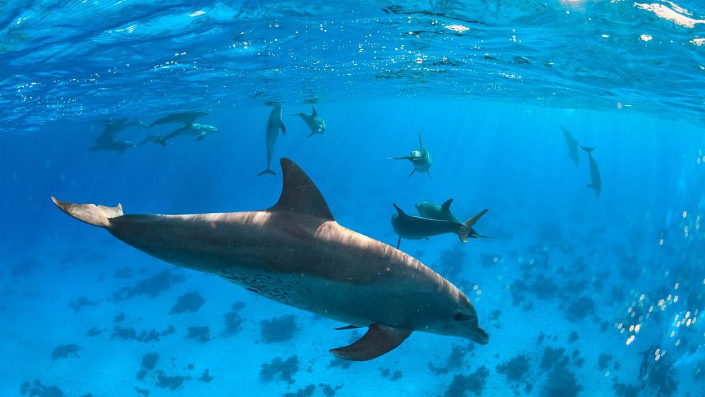 Dolphin poo plays 'significant role’ in helping coral reefs survive ...