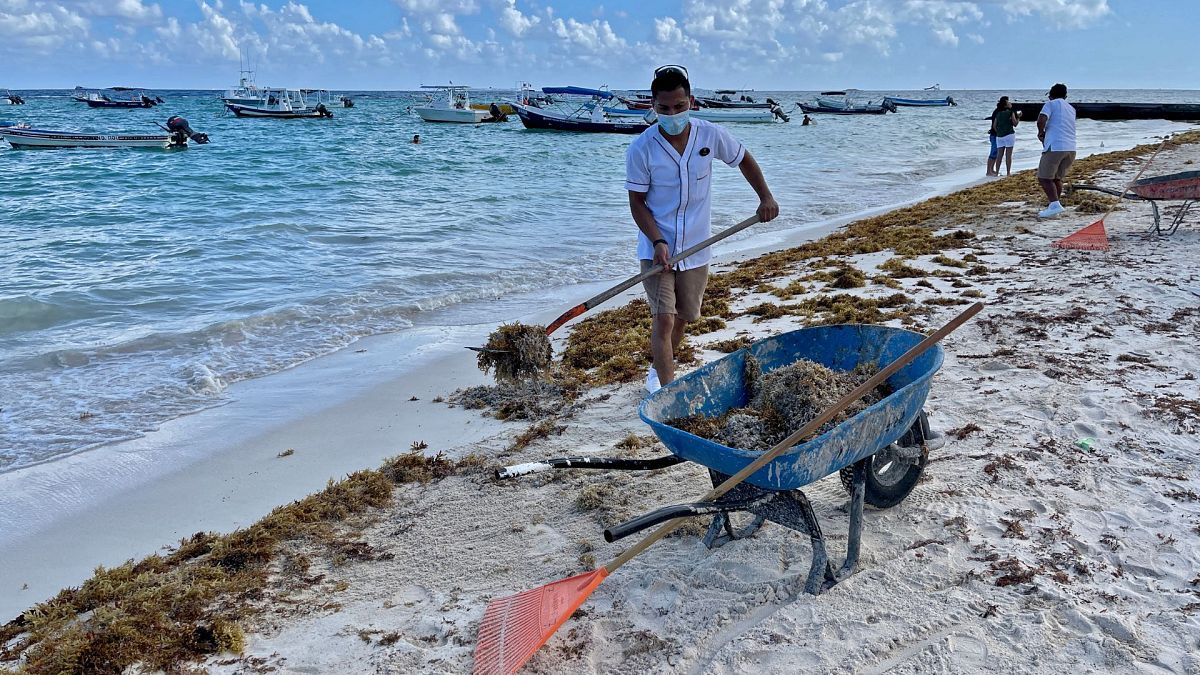 From Tulum to Barbados: Pristine Caribbean beaches are being choked in ...
