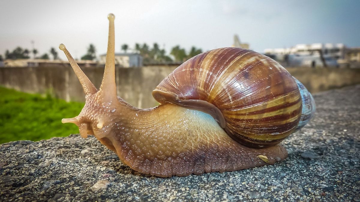 Hundreds of giant snails take over Florida, killing plants and wildlife ...