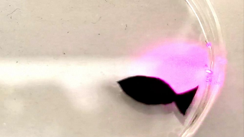 Can these robot fish developed by Chinese researchers help us save the ...