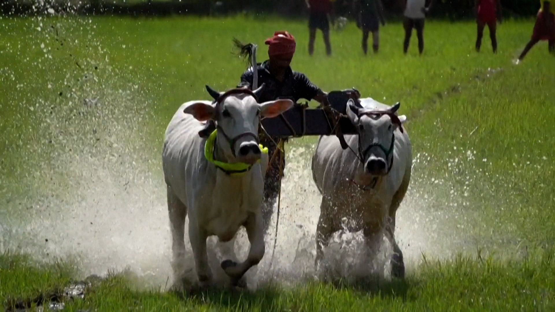 Indian cow race festival marks monsoon season's arrival | Euronews