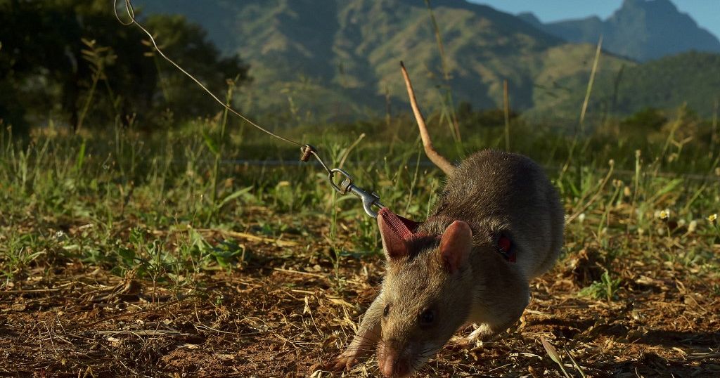 Tanzania identifies mysterious deadly illness as 'rat fever' | Africanews