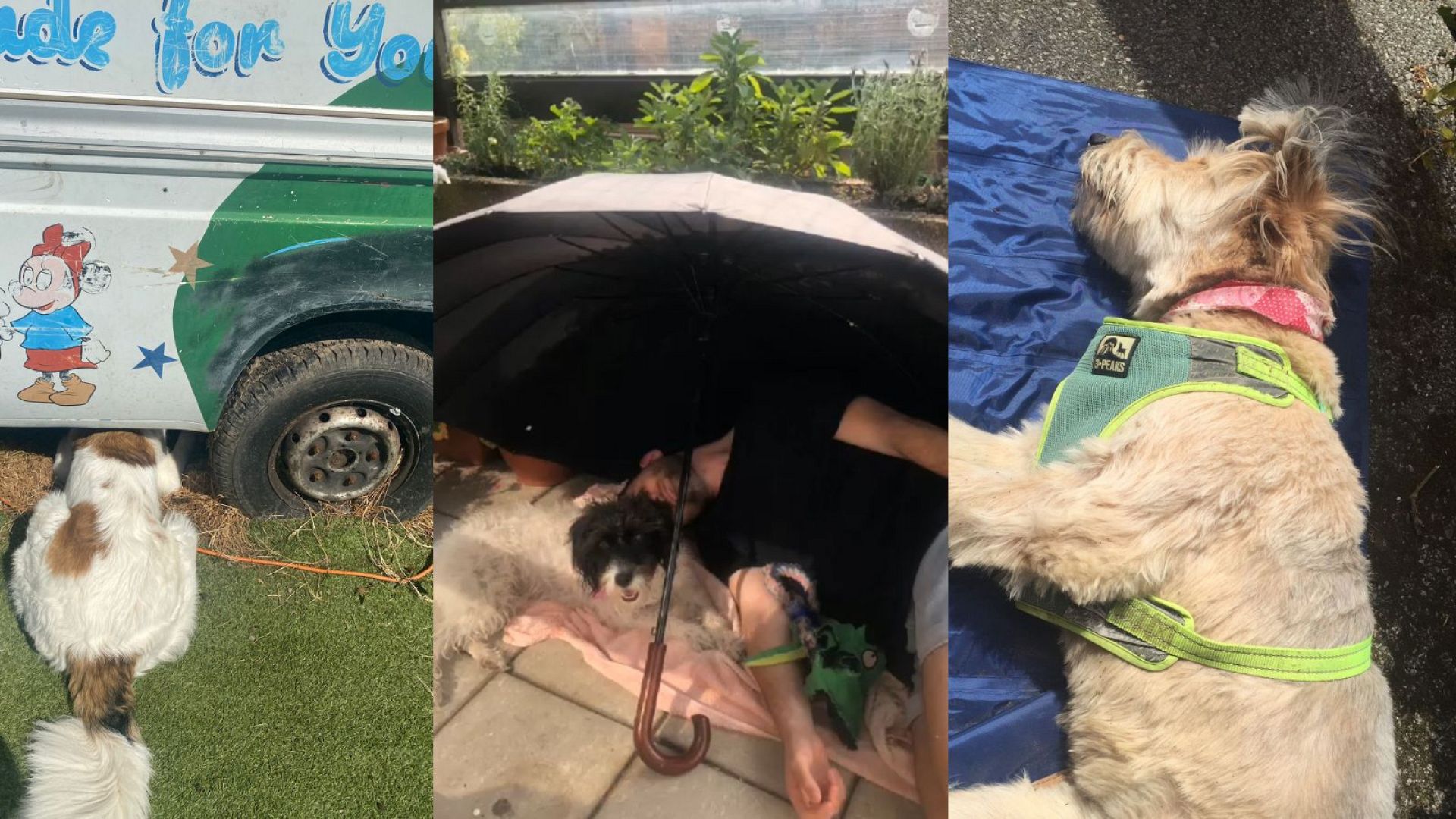 What temperature is too hot to walk a dog? Here's how to keep your pets ...