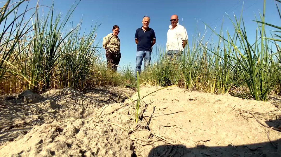 Feeling the heat: the cost of Italy's worst drought in decades | Euronews