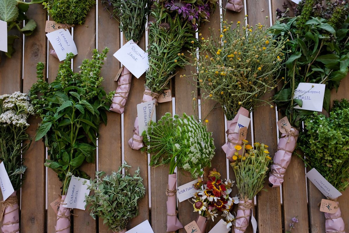 Meet the Qatari farmer growing medicinal plants in the desert | Euronews