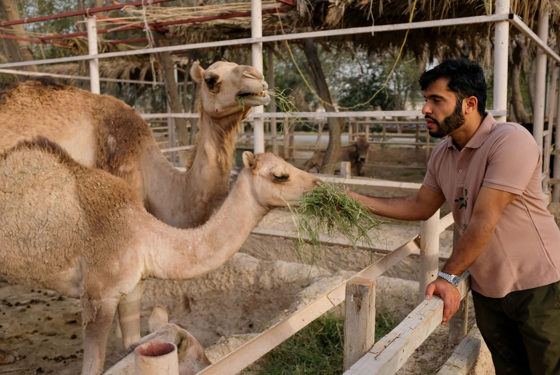 Meet the Qatari farmer growing medicinal plants in the desert | Euronews