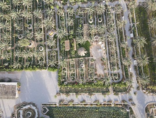 Meet the Qatari farmer growing medicinal plants in the desert | Euronews