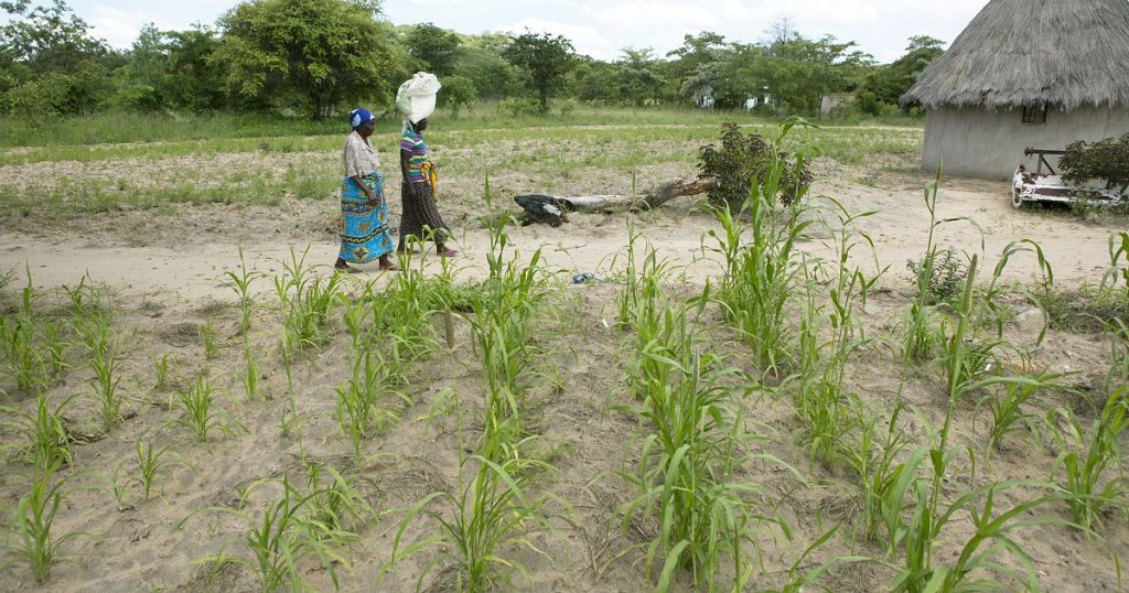 Africa: Could finger millet and other indigenous crops help end food ...