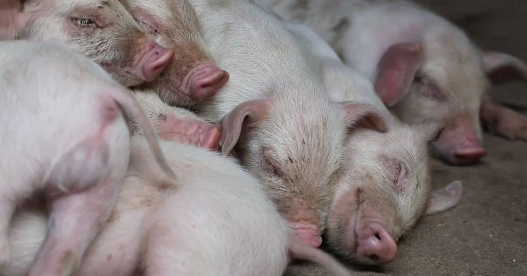 In Rwanda, drones used to boost pig breeding | Africanews