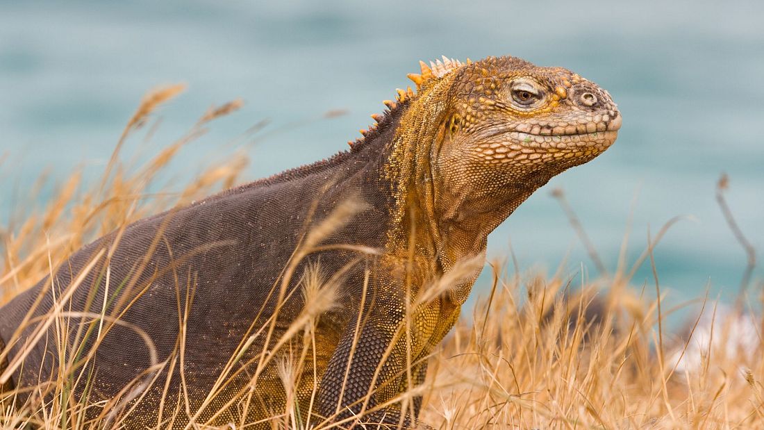 Long lost iguana 'born again' on Galapagos Island after nearly two ...