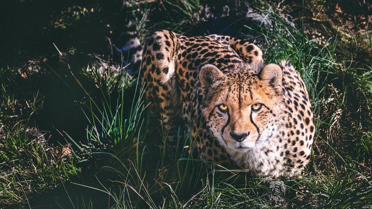 Cheetahs are being reintroduced to India after 70 years of extinction ...