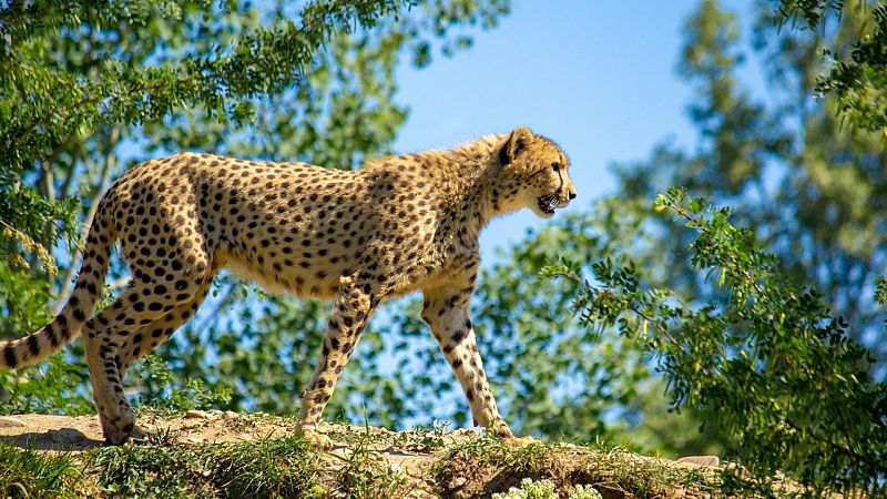 Cheetahs are being reintroduced to India after 70 years of extinction ...
