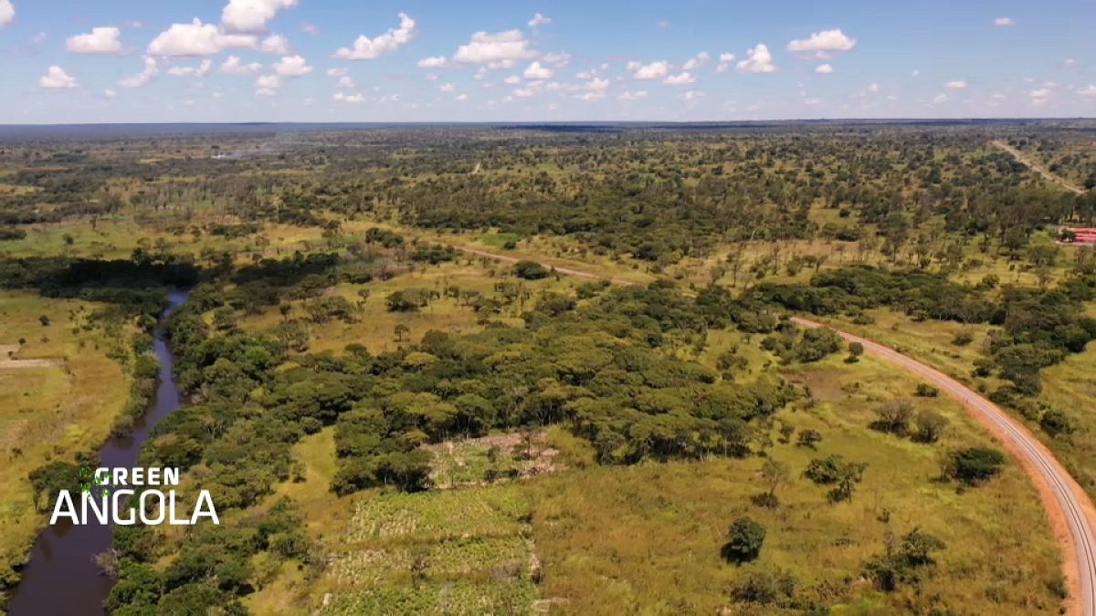 Reboisement, recherche et développement, l'ambition verte de l'Angola ...