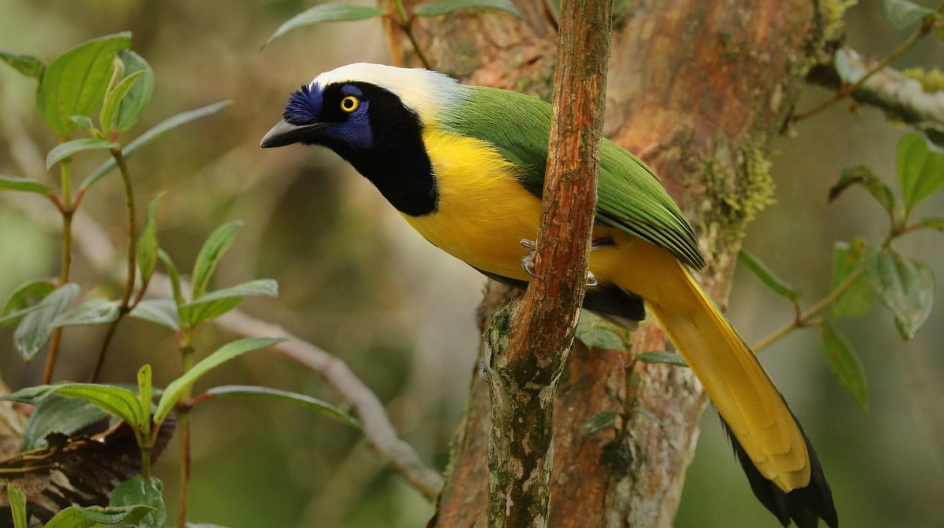 Ecuador leading the way in working alongside Indigenous groups to ...